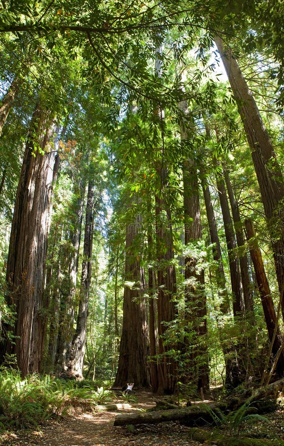 Redwood Trees stock photo. Image of park, trees, trunk - 25523554
