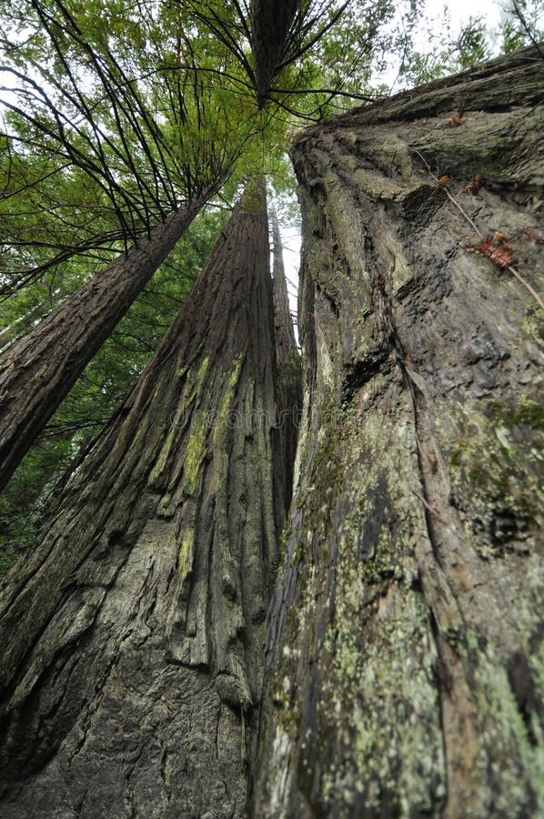 Redwoods stock photo. Image of trunk, tall, tree, branch - 29015316
