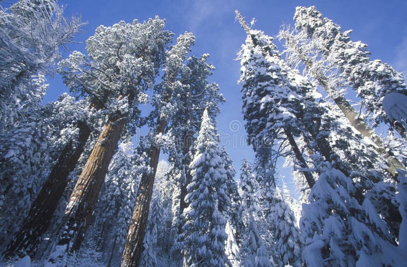 Redwoods Covered in Snow, stock photo. Image of sequoia - 26259580