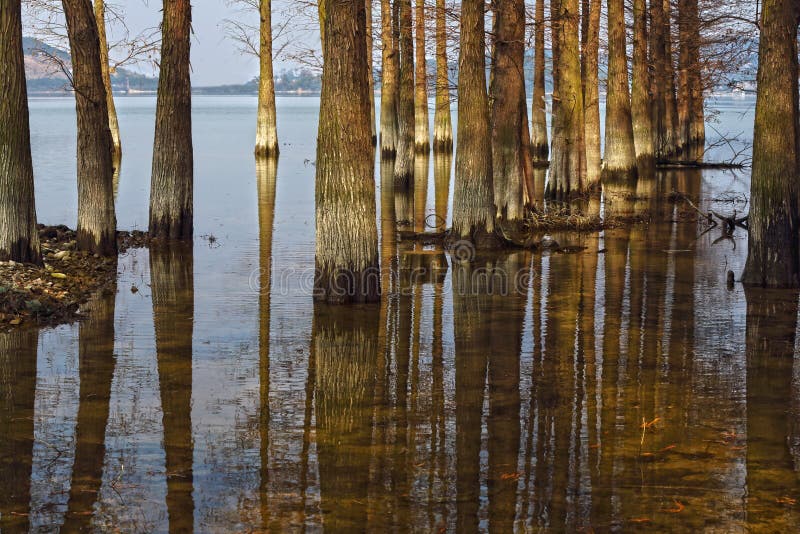 Redwoods Grow in Shallow Lakes Stock Photo - Image of lake, grassland ...