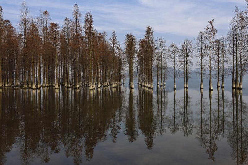 Redwoods in the shallows stock image. Image of season - 64469353