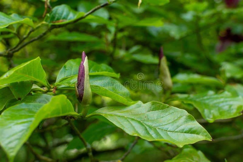 Redy To Bloom Flower Bud of Magnolia Liliiflora Stock Image - Image of ...