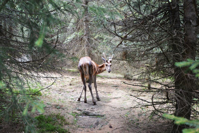 Naaldbos stock foto. Image of naald, groen, landschappen - 110267046