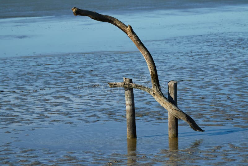 Tree branch in the water stock photo. Image of sunlight - 206077786