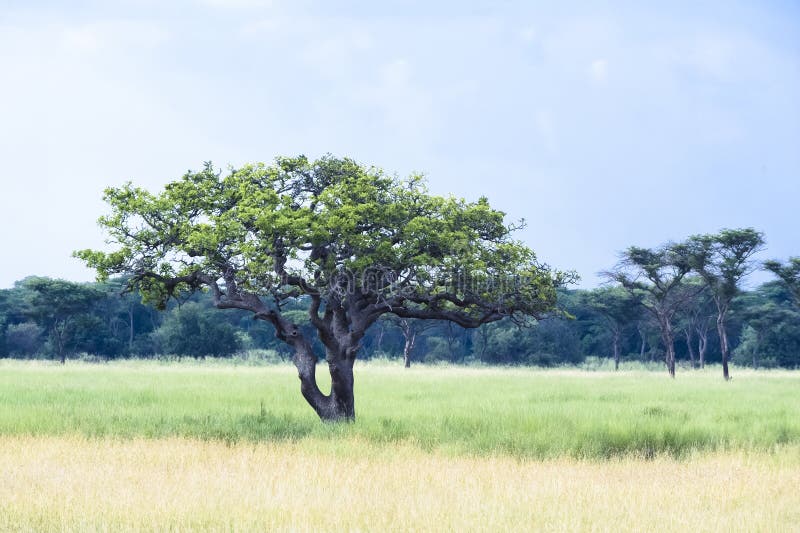 Tree in the Serengeti, Tanzania, Africa, Sausage Tree, Typical African ...