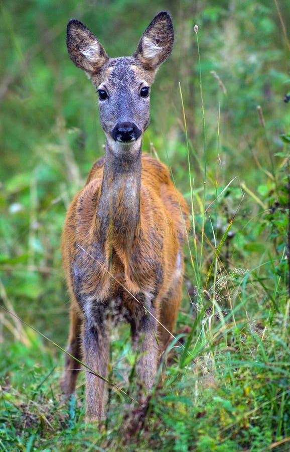 Ree, Roe Deer, Capreolus Capreolus Stock Image - Image of europe ...