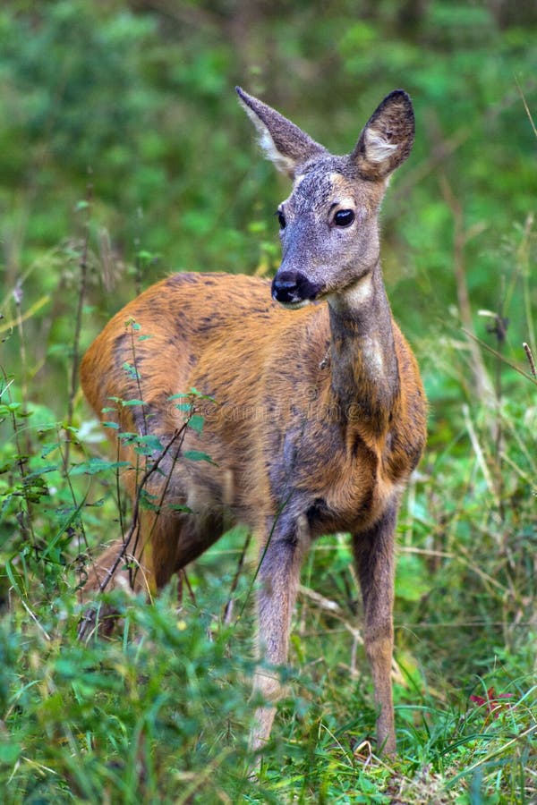 Ree, Roe Deer, Capreolus Capreolus Stock Image - Image of staand ...