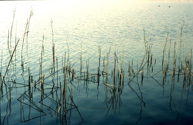Reed stock photo. Image of romantic, concentration, painting - 1046146