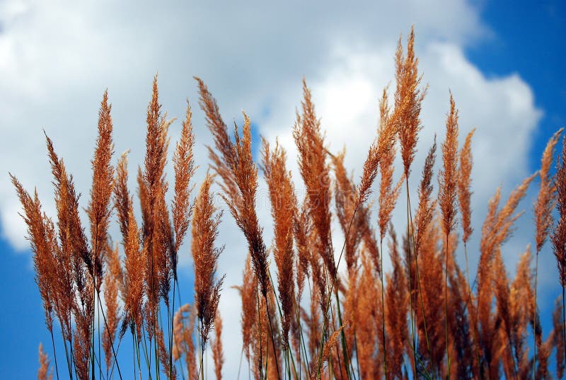 Reed stock image. Image of vegetation, climate, close - 10820457