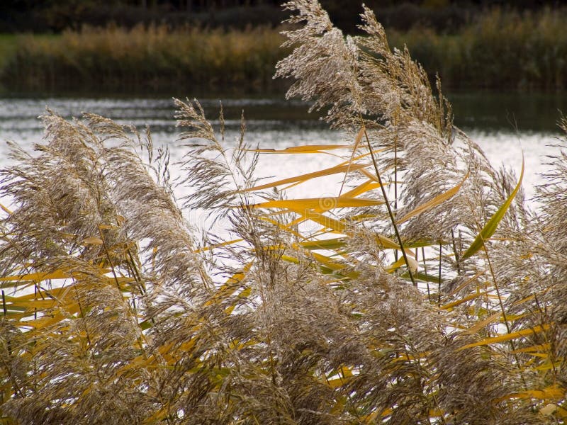 Reeds on lakeside stock image. Image of lakeside, lake - 117562687