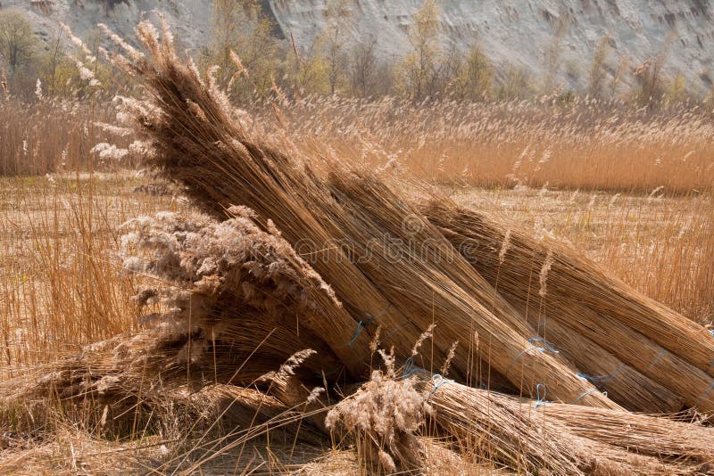 Reed stock photo. Image of vulva, stored, gravel, reed - 14267886