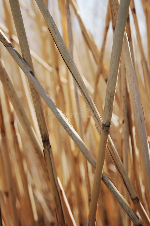 Reed stock image. Image of closeup, round, detail, harmony - 14358425