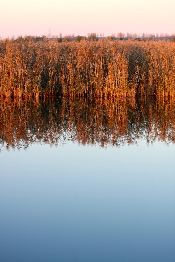Reed stock photo. Image of wind, pond, swamp, spring - 16758588