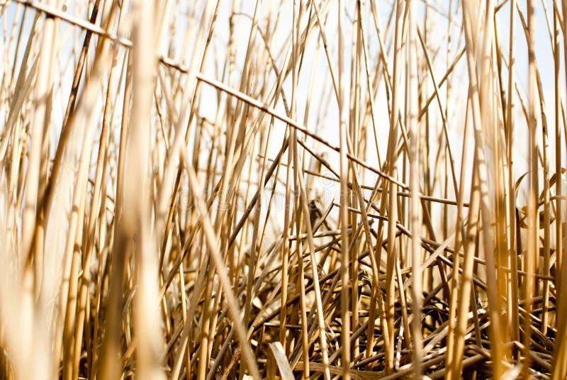 Reed stock image. Image of grassland, brown, meadow, grain - 18762287