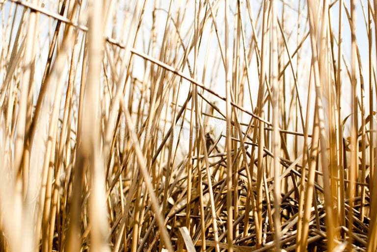 24,001 Reed Texture Stock Photos - Free & Royalty-Free Stock Photos ...