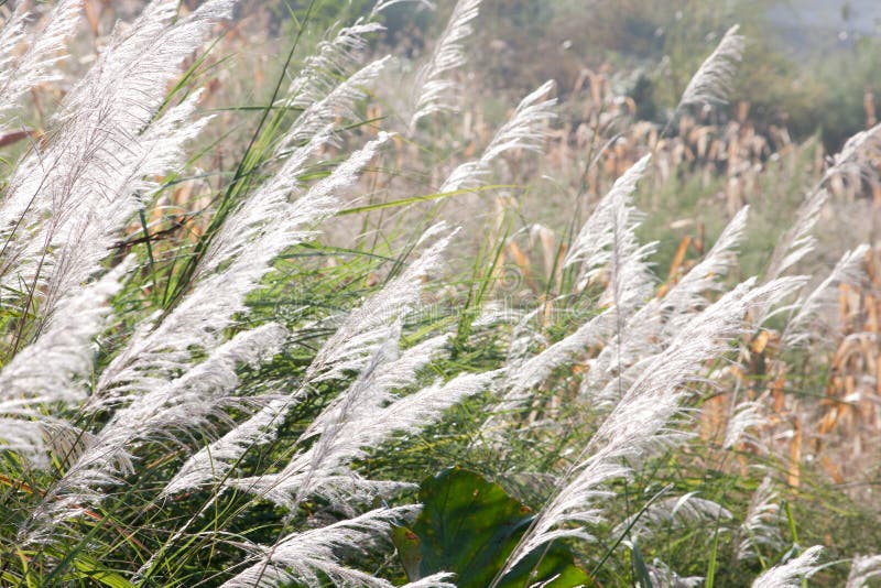 Reed stock image. Image of rush, swamp, natural, ecology - 20700533