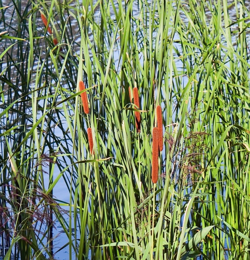 Reed stock photo. Image of leaves, farmer, field, mirror - 21062008