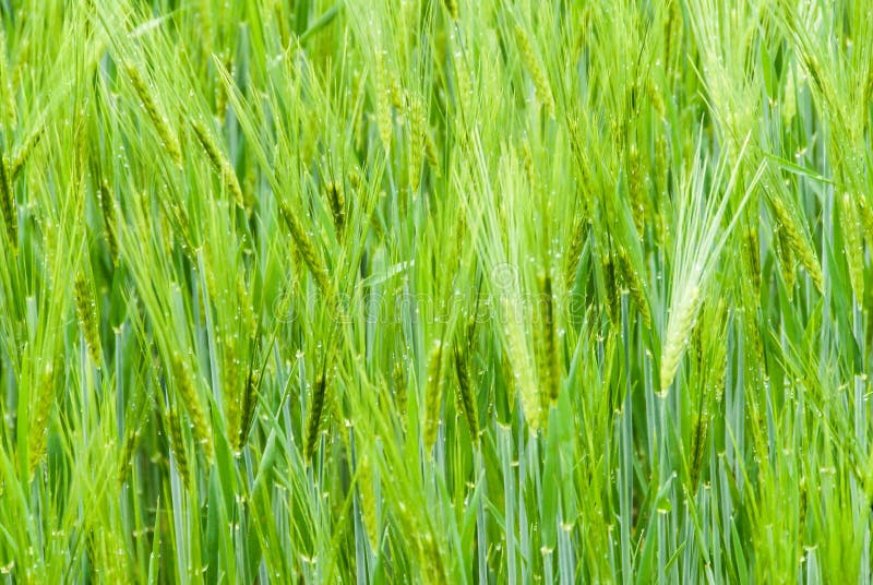 Reed stock image. Image of summer, rush, chinese, green - 27247493