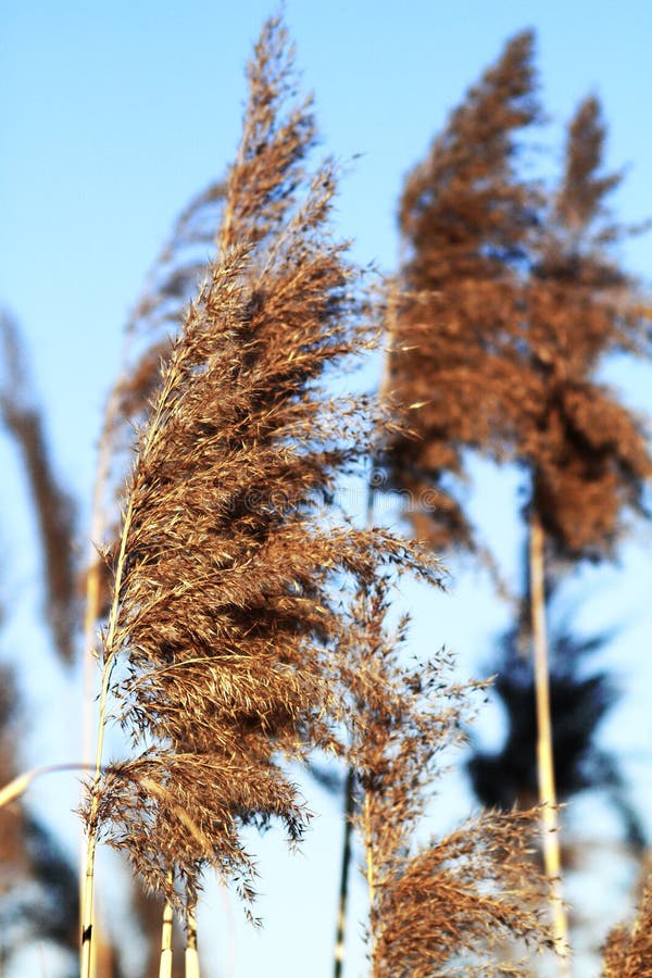 Reed stock image. Image of culm, plant, coast, reed, gulf - 29617441