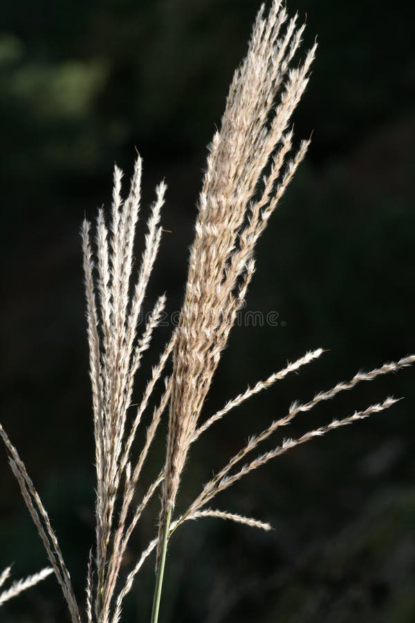 Reed stock image. Image of closeup, details, grass, nature - 326255