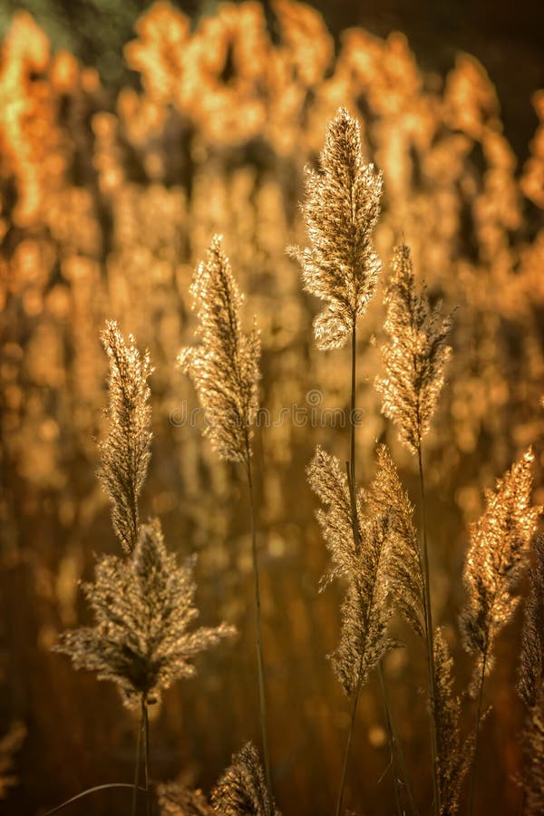 Reed stock photo. Image of sunrise, spreading, environment - 37543352
