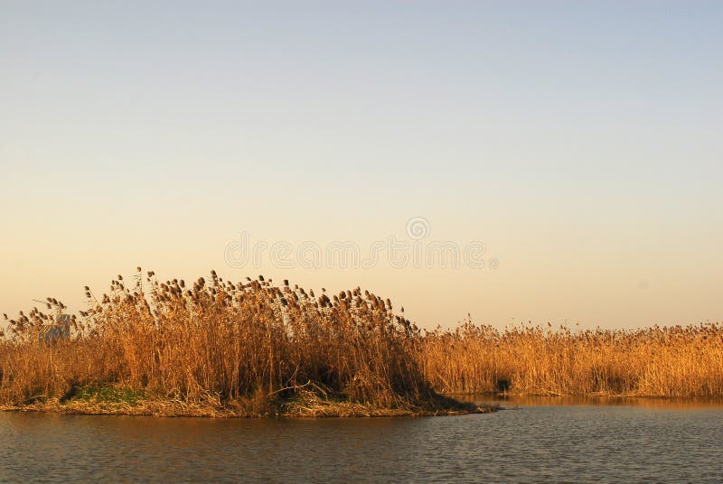 Sunset over reed stock photo. Image of light, horizon - 50196894