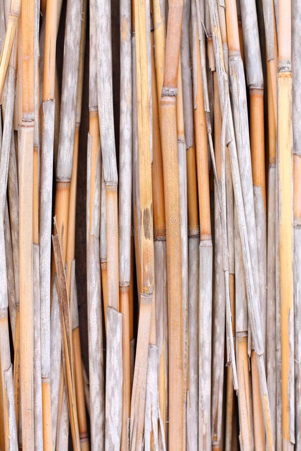 Reed stock image. Image of yellow, brown, natural, close - 8153785