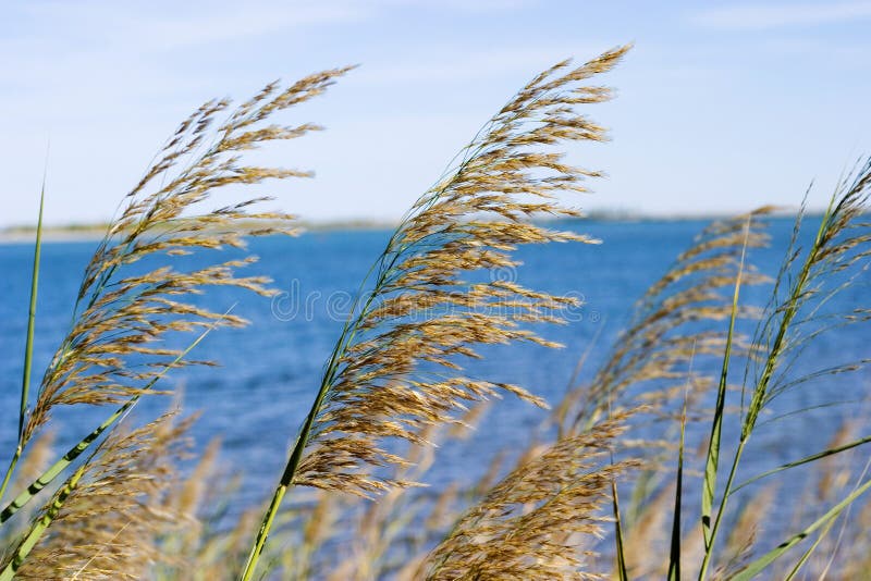 Reed stock photo. Image of summer, field, country, environment - 9187604