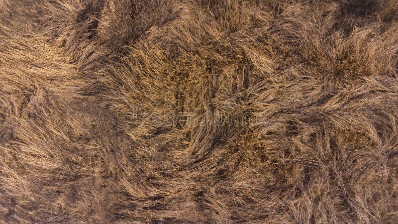 Bird S Eye View of Reed Texture Stock Image - Image of tree, leaf ...