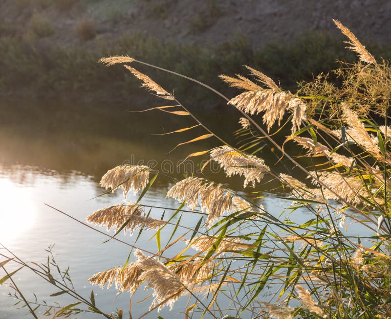 Reed above water stock photo. Image of golden, leaf - 102815440