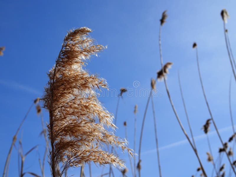 Reed Against the Blue Sky. Background Stock Image - Image of natural ...