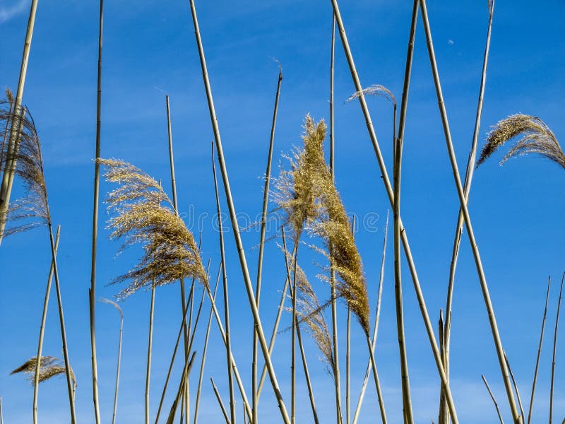 Reed Against Sunset in Autumn Stock Photo - Image of bloom, flora ...