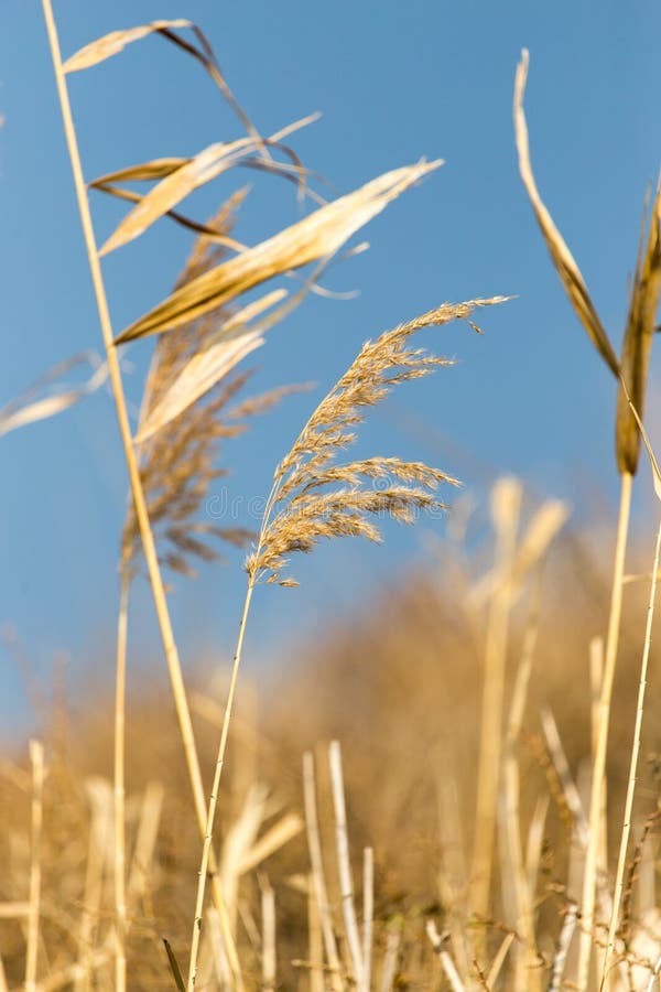 Reed Against Sunset in Autumn Stock Photo - Image of bloom, flora ...