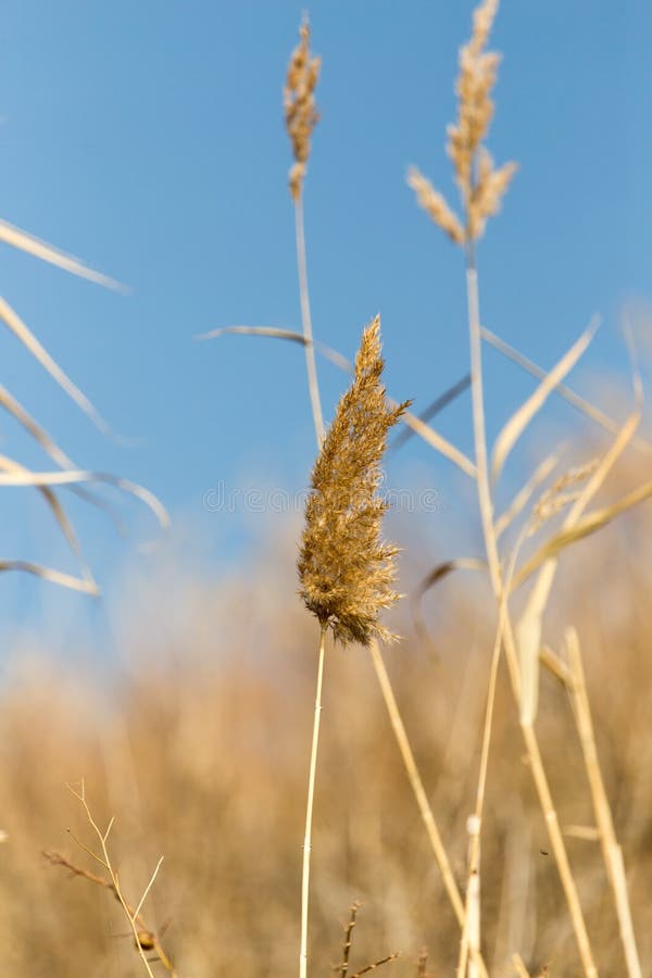 Reed Against Sunset in Autumn Stock Photo - Image of bloom, flora ...