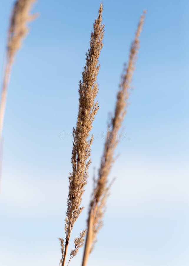 Reed Against Sunset in Autumn Stock Photo - Image of bloom, flora ...