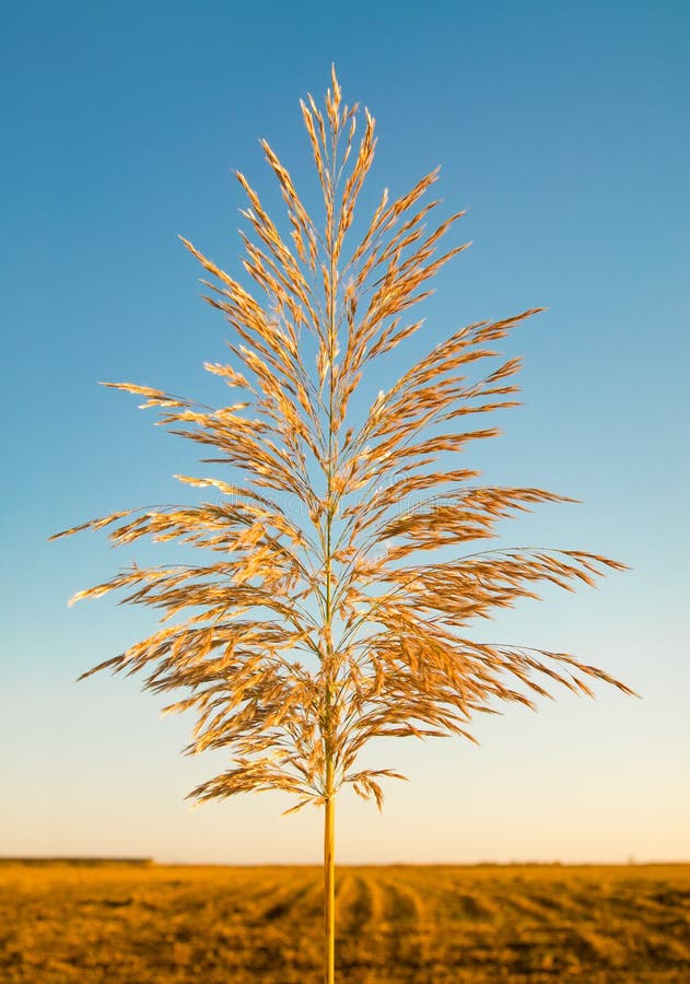 Reed Against Sunset in Autumn Stock Photo - Image of bloom, flora ...