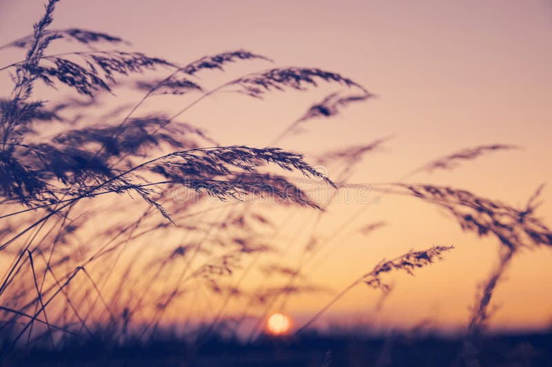 Reed Against Sunset in Autumn Stock Photo - Image of bloom, flora ...
