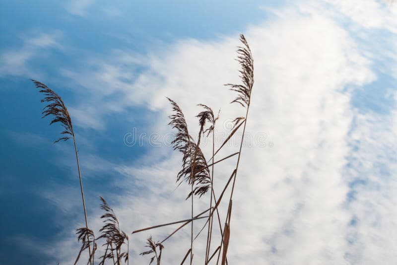 Reed Against Sunset in Autumn Stock Photo - Image of bloom, flora ...