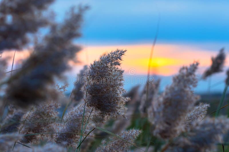Straws Wind Dark Sky Stock Photos - Free & Royalty-Free Stock Photos ...