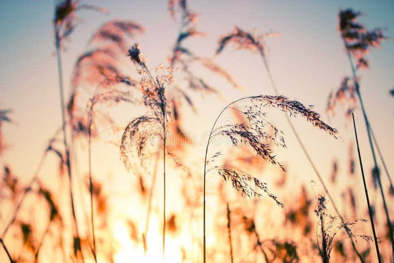 Reed against the sunset stock photo. Image of color, bloom - 85469994
