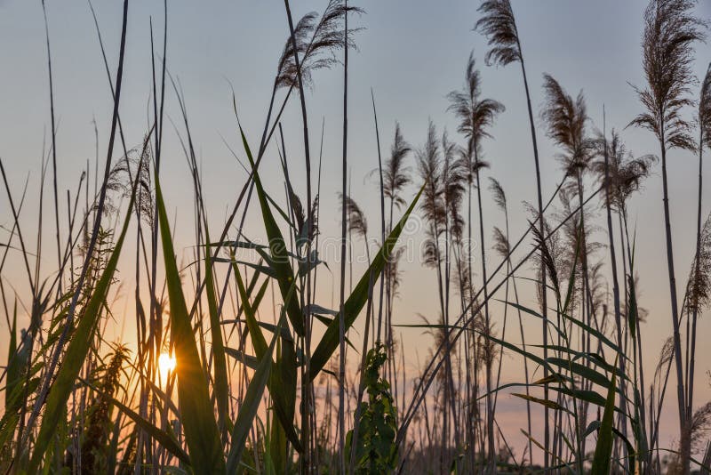 Reed Against Sunset in Autumn Stock Photo - Image of bloom, flora ...