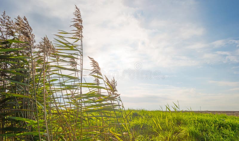Reed Along a Field in Sunlight at Fall Stock Image - Image of field ...