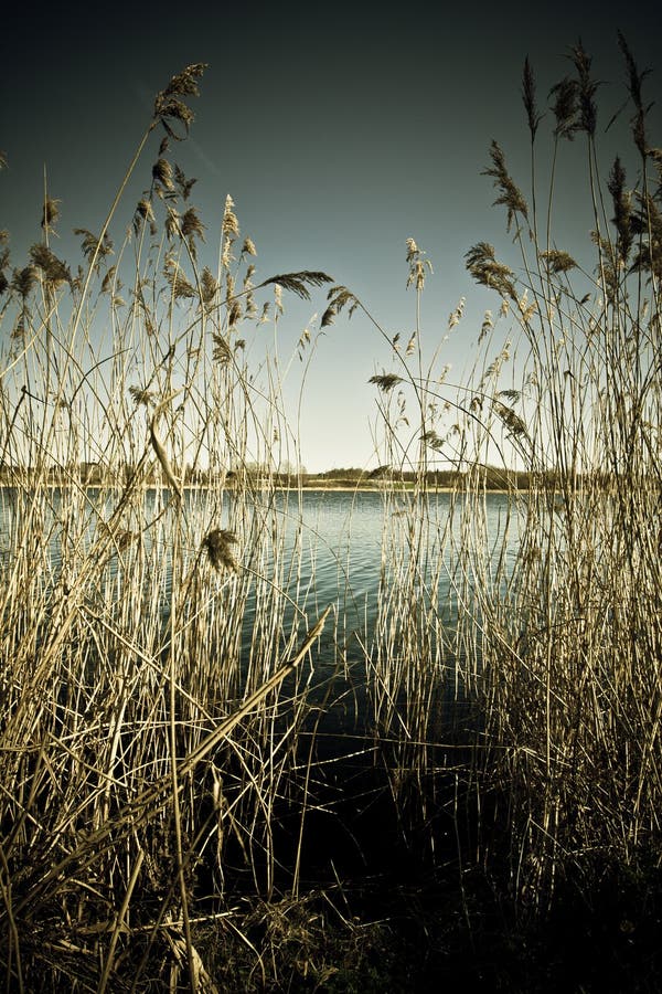 Reed along the lake side stock image. Image of lakeside - 24193149