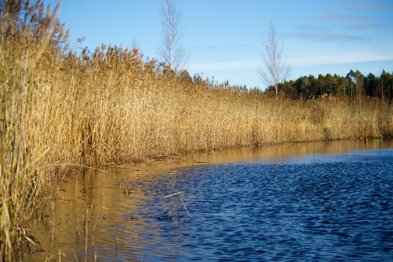 Reed Along the Marsh on the Background of a Yellow Sunset Stock Photo ...