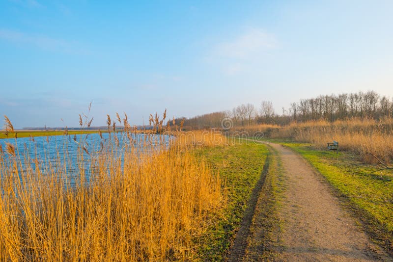 Reed Along a Pond at Sunset Stock Photo - Image of natural, scenic ...