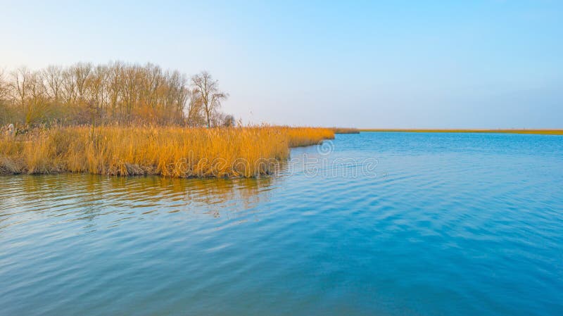 Reed Along a Pond at Sunset Stock Photo - Image of pond, field: 107787844