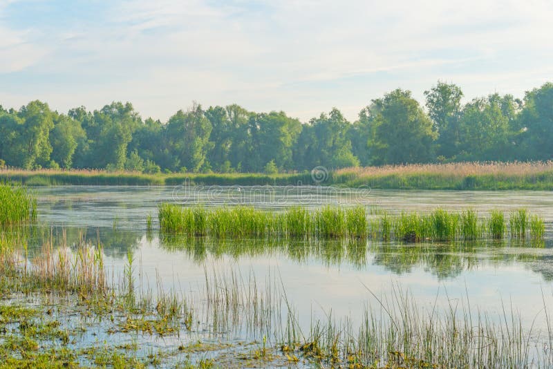 Reed Along the Shore of a Lake in Wetland in Spring Stock Image - Image ...