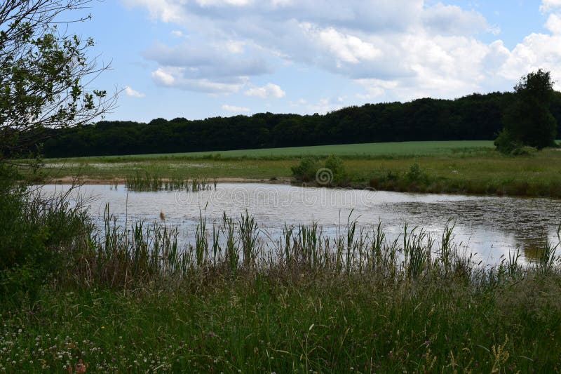 Reed Area Caldera Lake Rodder Maar Eifel Germany Stock Photos - Free ...