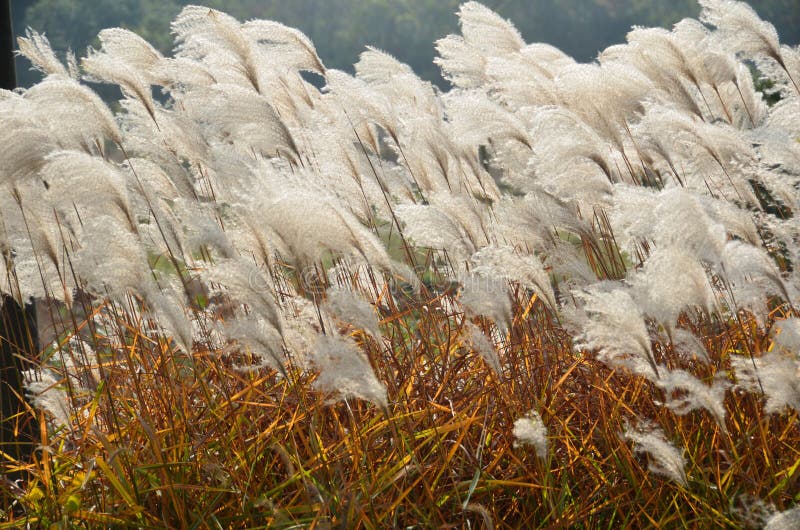 Reed and autumn stock image. Image of reed, plant, yellow - 22175789