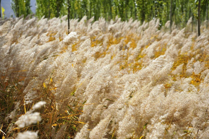 Reed in autumn stock photo. Image of blue, reed, yellow - 40805526